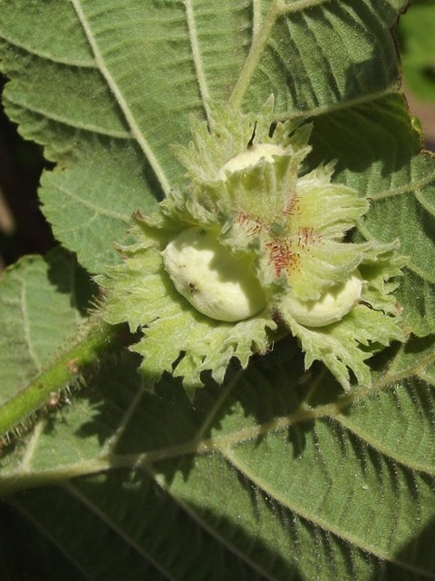 Arsac: attività di monitoraggio delle cimici dannose nei noccioleti ...