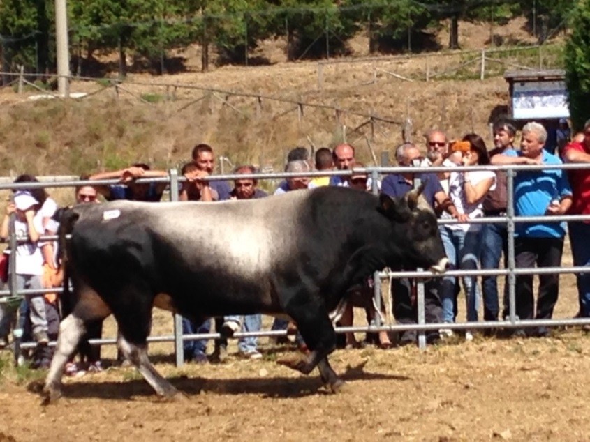 L’allevamento della razza bovina podolica nel CSD ARSAC di Molarotta ...