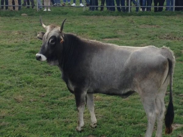 La Podolica calabrese – Arsac CSD Molarotta - ARSAC Servizi in ...