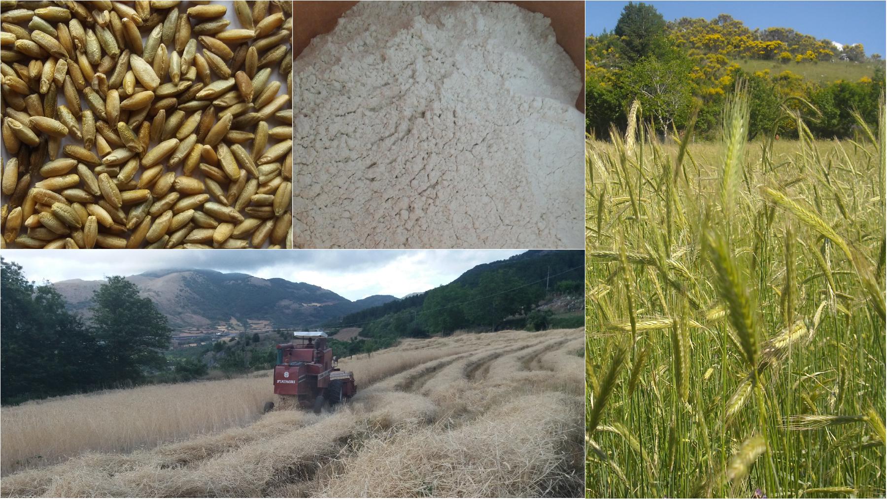 La segale: il cereale da rilanciare nei Parchi Nazionali Calabresi ...