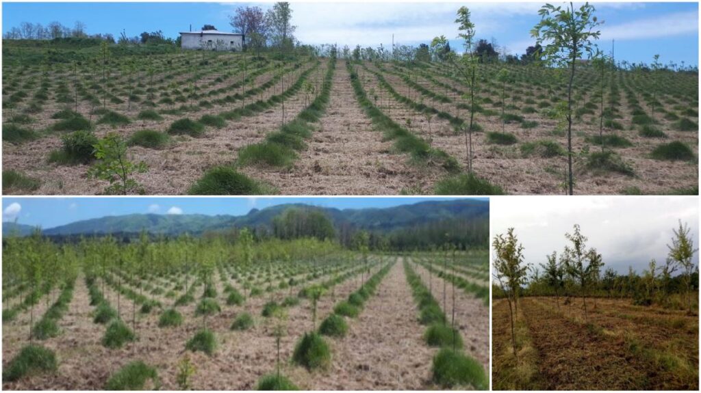 Rodilegno giallo in arboreto da legno: consigli per la difesa e il ...