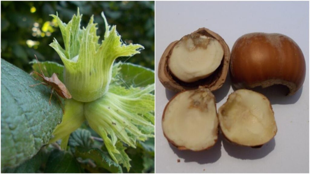 Cimici del Nocciolo in Calabria: monitoraggio e consigli per la difesa ...