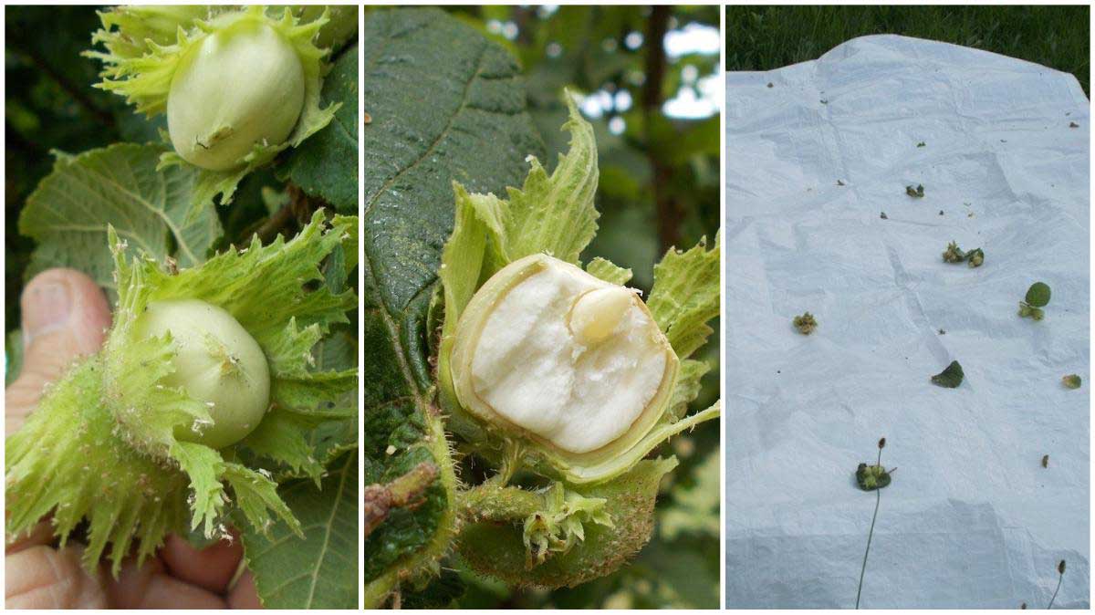 Le Cimici del Nocciolo in Calabria: monitoraggio e consigli per la ...