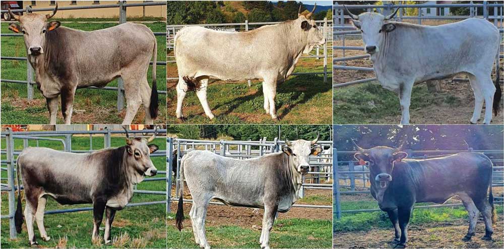 Arsac CSD Molarotta: selezione delle manzette di razza Podolica - ARSAC ...