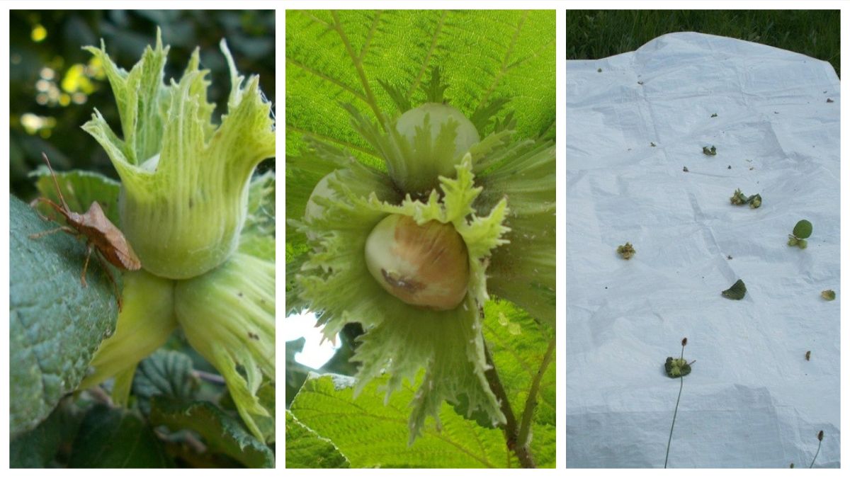 Cimici del Nocciolo in Calabria: monitoraggio e consigli per la difesa ...