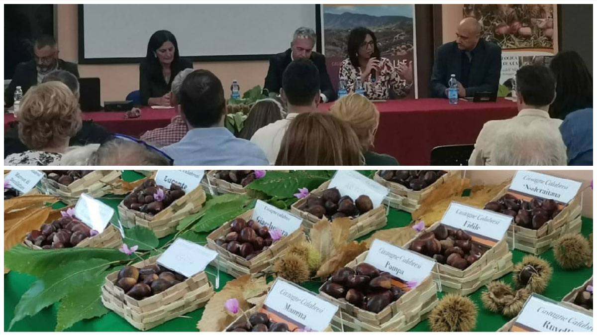 La filiera castanicola e le nuove tecniche di coltivazione del castagno ...