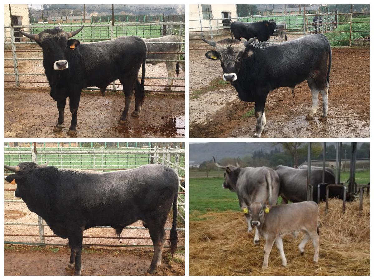 Salvaguardia biodiversità razza Podolica: i risultati ottenuti dall ...