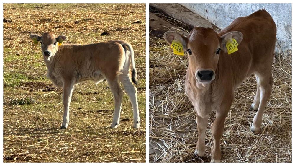Salvaguardia biodiversità razza Podolica: i risultati ottenuti dall ...