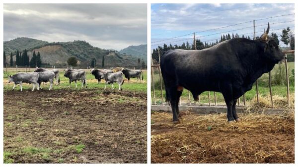 Salvaguardia biodiversità razza Podolica: i risultati ottenuti dall ...